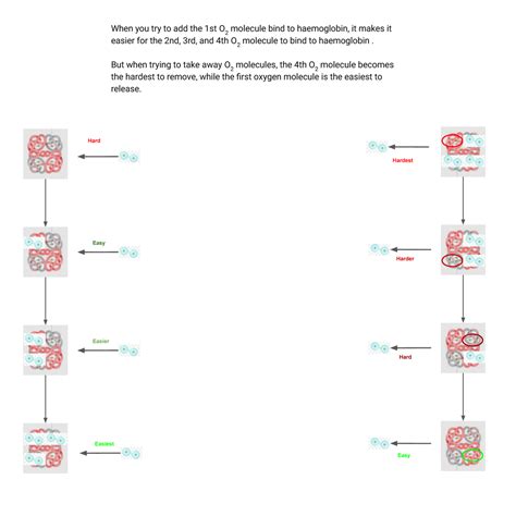 Hb Visual Description Of How Oxygen Binds To Haemoglobin Cooperatively When You Try To Add