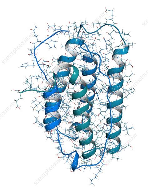 Interferon Alpha 2a Molecule Illustration Stock Image F019 2384 Science Photo Library