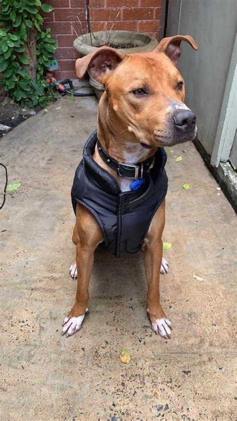 Rspca Sydney Shelter Yagoona Petrescue