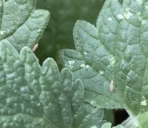Small Light Brown Bugs On My Catnip About The Size And Shape Of Rice