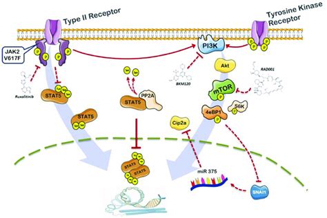Schematic Representation Of The Role Of Pi3kmtor Signaling And