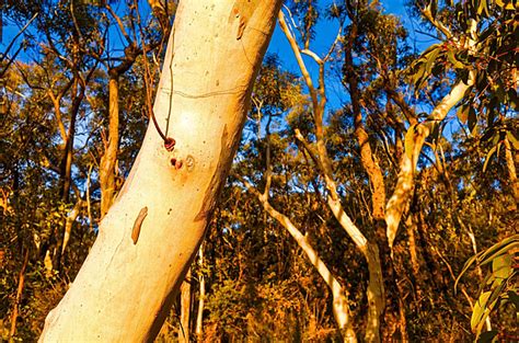 Eucalyptus Trees In Australia