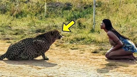 그녀는 아픈 치타를 돕기로 결심했습니다 다음에 무슨 일이 일어날지 지켜보세요 Youtube