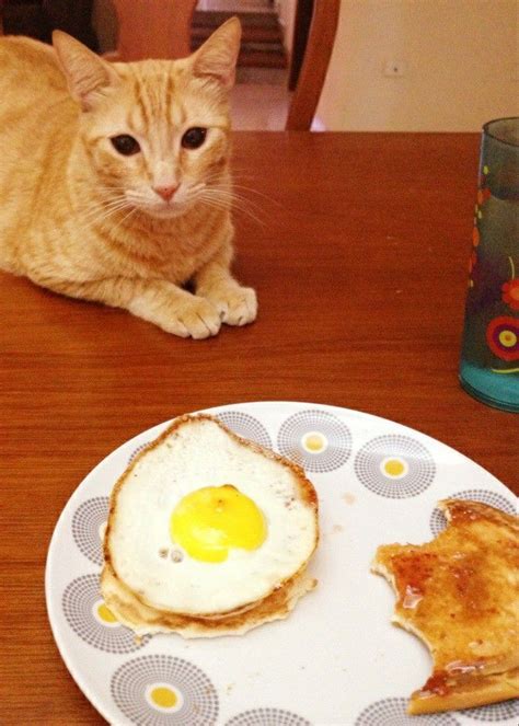 Hungry Cat Eating Breakfast