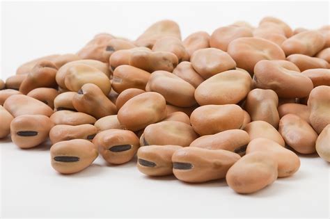 New Faba Bean Varieties Poised To Grow Value Add Industry