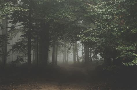 무료 이미지 나무 숲 통로 좁은 길 분기 안개 꼬리 밤 햇빛 아침 잎 유령 같은 어두운 환경 가을