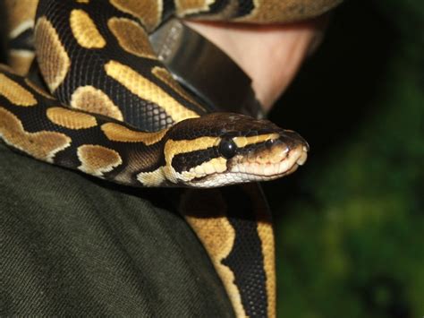 Tommy Snakes PYTHON REGIUS