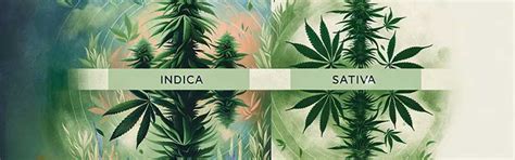 Indica Vs Sativa A Guide To Different Types Of Cannabis