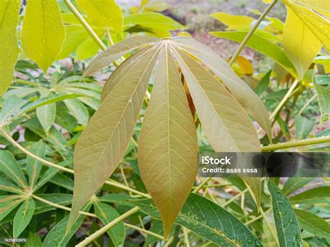 Daun Singkong Daun Singkong Muda Tanaman Daun Singkong Atau Daun Singkong Foto Stok Unduh