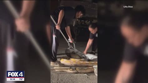 15 Foot Python Captured Outside Garland Home Fox 4 Dallas Fort Worth