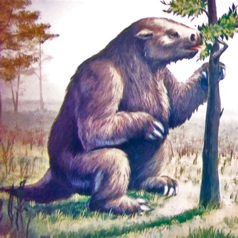 Harlans Ground Sloth This Medium Sized Ground Sloth Stood… Flickr