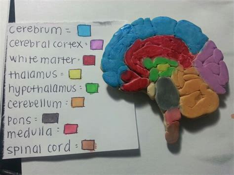 3d Brain Project