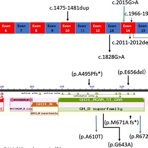 Position Of The Mutations In Dna A And Protein B Sequence The Download Scientific Diagram