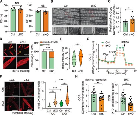 Disturbed Mitochondrial Membrane Potential And Increased Ros Production Download Scientific