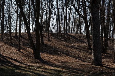 고요하고 한적한 삼림 지대 환경 수평선 햇빛 유기적 지형 언덕 계절 속에서 이른 봄에 햇볕이 내리쬐는 땅에 긴 그림자를 드리우는 잎이없는 나무가있는 울창한 숲 풍경 0명에