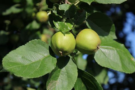 무료 이미지 사과 나무 자연 분기 과일 말린 씨앗 여름 식품 녹색 생기게 하다 이파리 관목 미성숙 한 꽃 피는 식물 장미 가족 아세로라 말퓨