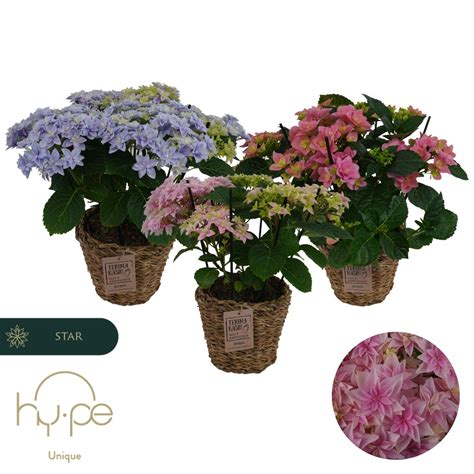 Hydrangea Macrophylla Double Dutch Mix — Plant Wholesale Floraccess