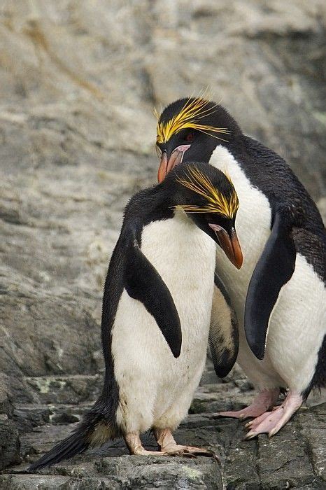 480 Ideeën Over Pinguins Penguins Pinguïns Dieren Vogels