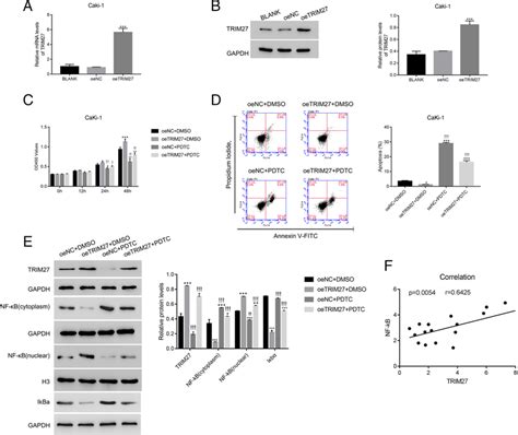 The Nf κb Inhibitor Pdtc Suppressed The Function Of Oetrim27 In Caki 1