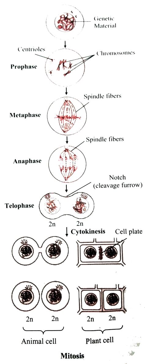Mitosis Diagram And Explanation