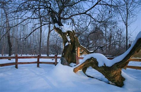 做好“土特产”文章 黄河故道采桑忙 古树新发“致富梦” 夏津 桑树 闫发刚