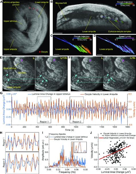 Pulsatile Oscillations And Slow Forward Progression Of Oocytes In The Download Scientific