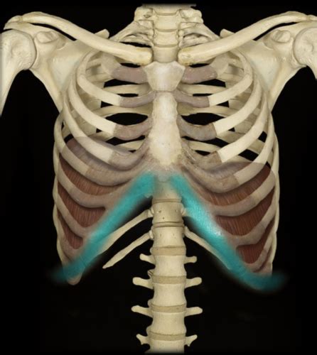 Abdomen Flashcards Quizlet