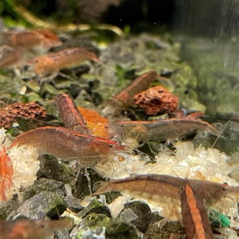 Australian Amano Shrimp Caridina Typus Natural Algae Eater