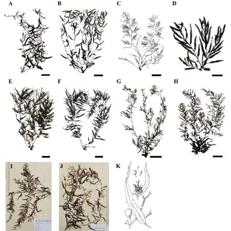 Pdf Molecular Analysis Of Sargassum From The Northern China Seas