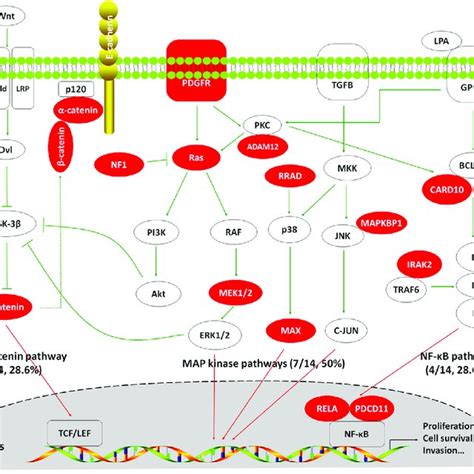 Somatic Mutations Identified By Targeted Massively Parallel Sequencing Download Scientific