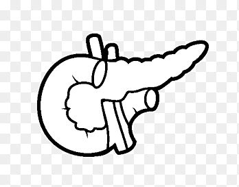 Pancreas Png Images Pngegg