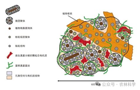 “矿物质—有机质—微生物”相互作用 农资与市场官网