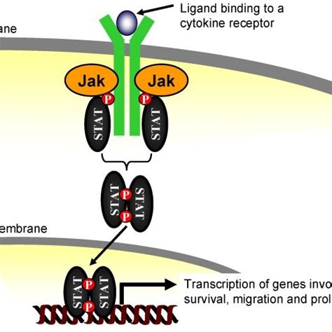 The Classical Jak Stat Signaling Pathway Ligand Binding Causes Download Scientific Diagram