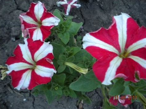 Ароматная петуния