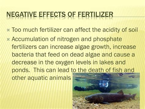 How Do Fertilizers Affect The Nitrogen And Phosphorus Cycles At Thomas Tso Blog