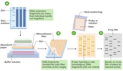 Blotting Techniques Concise Medical Knowledge