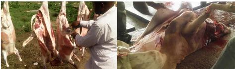 0 Dressing Of Carcass At Kperisi Abattoir Figure 50
