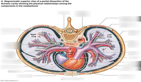 A P 2 Lab Quiz 2 Diagram Quizlet