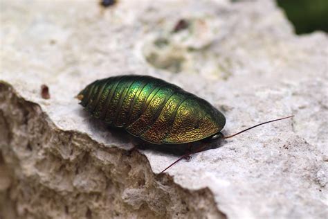 Pseudoglomeris Magnifica Emerald Cockroach Insektenliebe