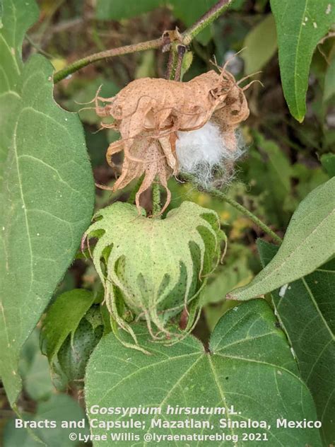 Gossypium L Spp Idseed
