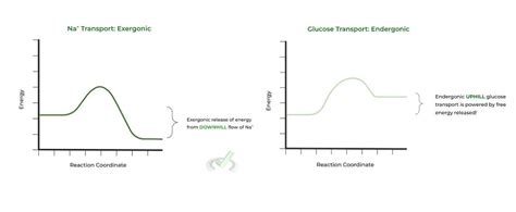 Biological Membranes Membrane Transport On The Mcat Medlife Mastery