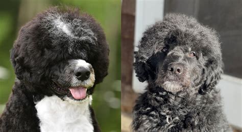 Puppies Seabury