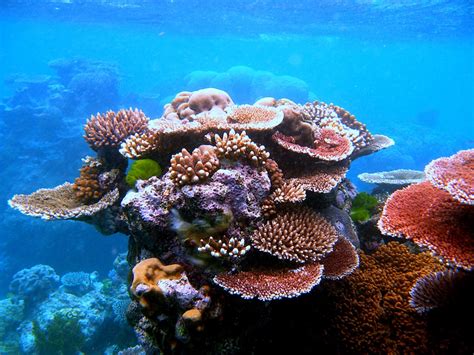 Alive Coral Reef