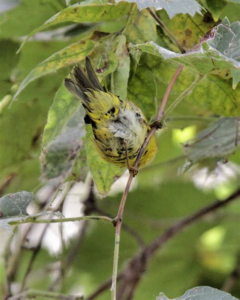 Birds From Behind Uha Post On Monday