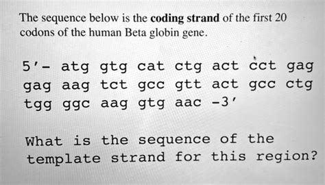 Solved The Sequence Below Is The Coding Strand Of The First 20 Codons