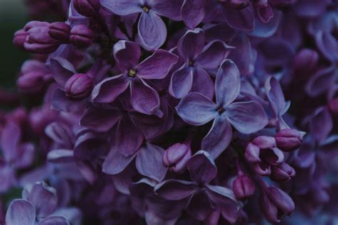 Cores Que Combinam Com Roxo Serenidade E Magia