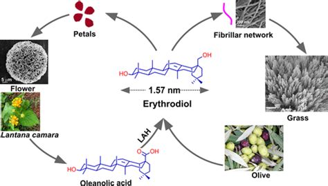 齐墩果烷型三萜类高粱二醇的花草状自组装体：在去除水中有毒染料中的应用 Acs Omega X Mol