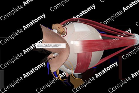 Levator Palpebrae Superioris Complete Anatomy