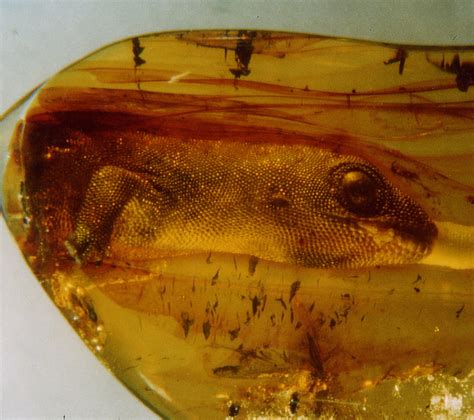 Amber Preserved Fossil