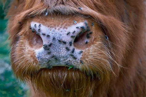 쇠고기 암소 소 머리 Pixabay의 무료 사진
